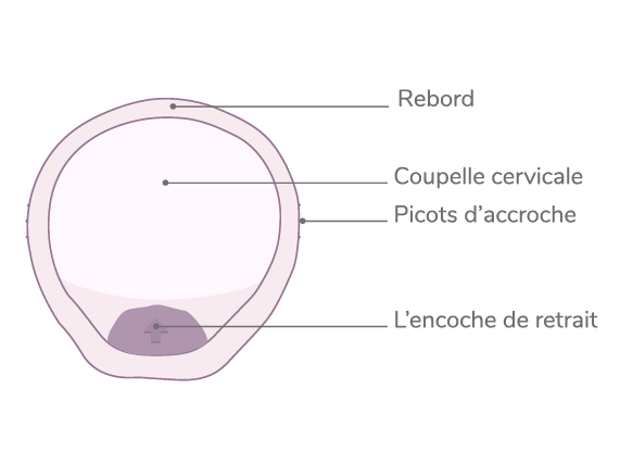 Principe du diaphragme à taille unique Caya comme contraceptif